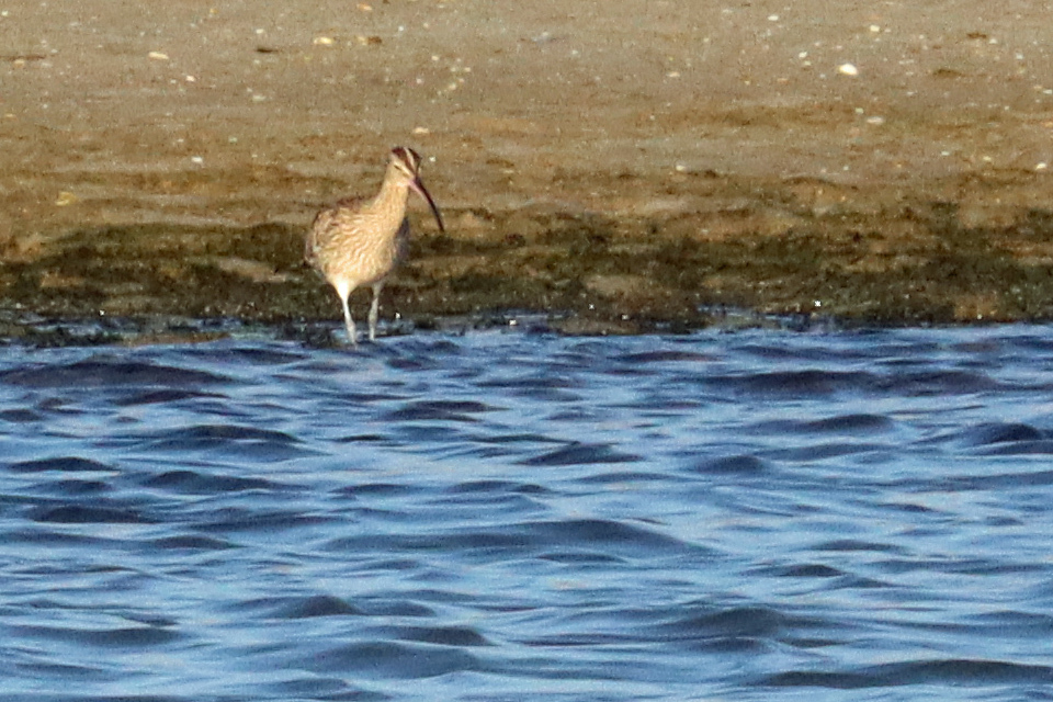 Whimbrel from Olhão, Portugal on November 20, 2023 at 03:47 PM by Roy ...