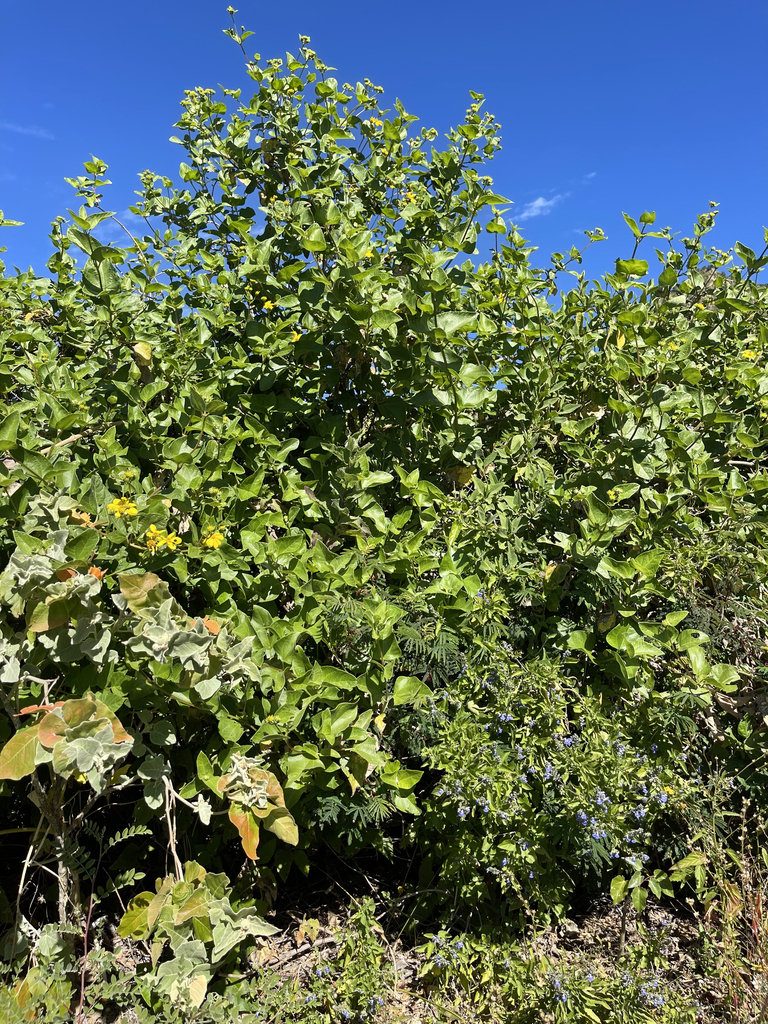 Bosques de Pino-Encino de la Sierra de La Laguna – Pangea