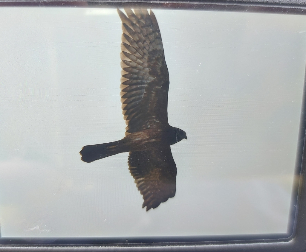 Pied Harrier in November 2023 by thebladedbird. Immature bird. White ...