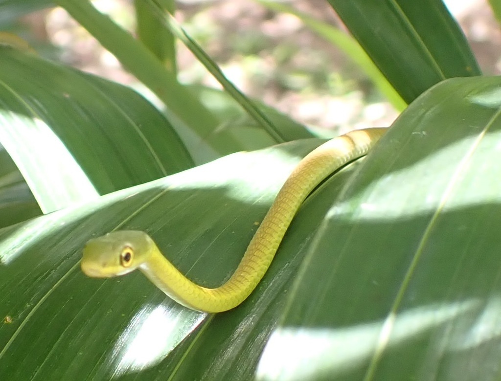 Common Tree Snake from Nitmiluk NT 0852, Australia on December 10, 2023 ...