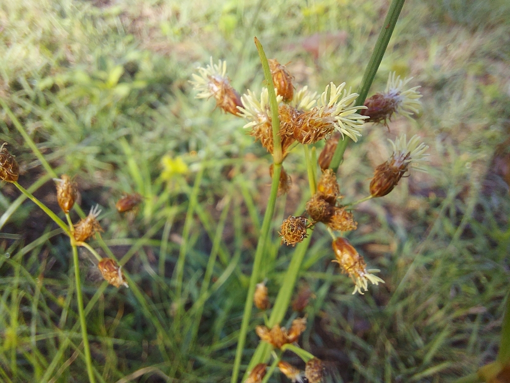 Fringe Rush from Croftby QLD 4310, Australia on December 11, 2023 at 06 ...