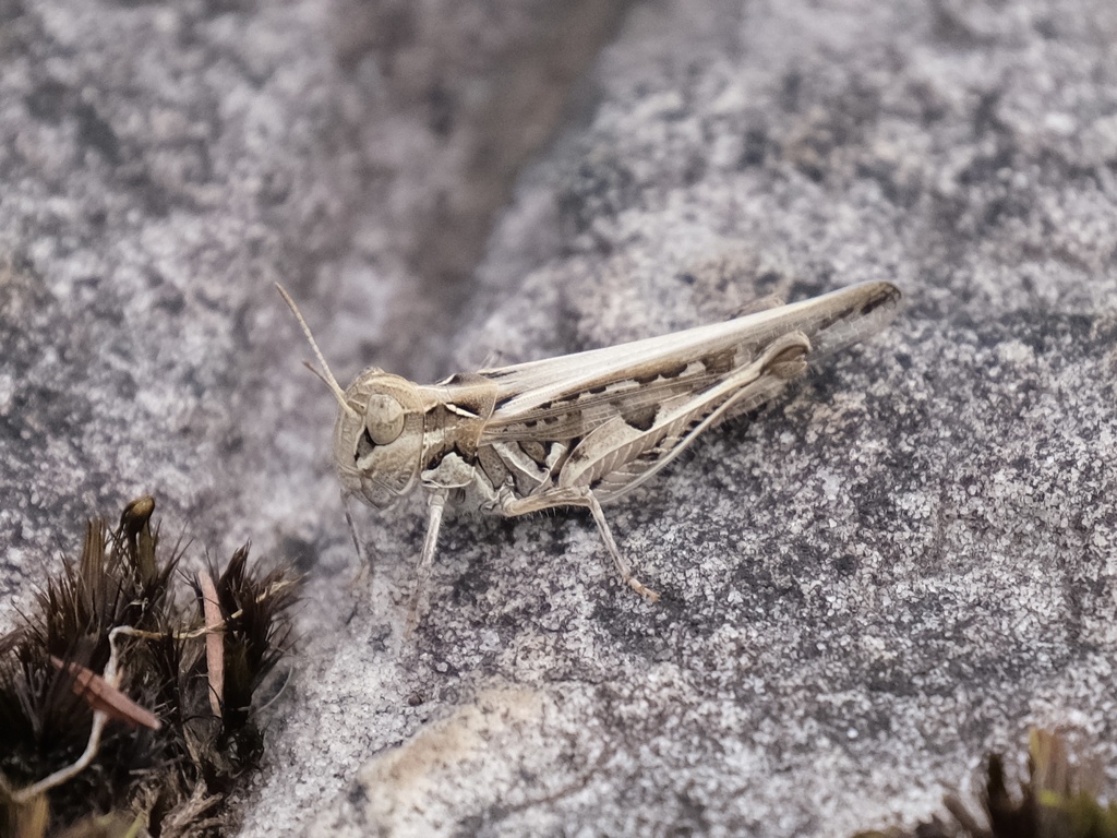 Australian Plague Locust from Mount Rosea Tk, Bellfield, VIC, AU on ...