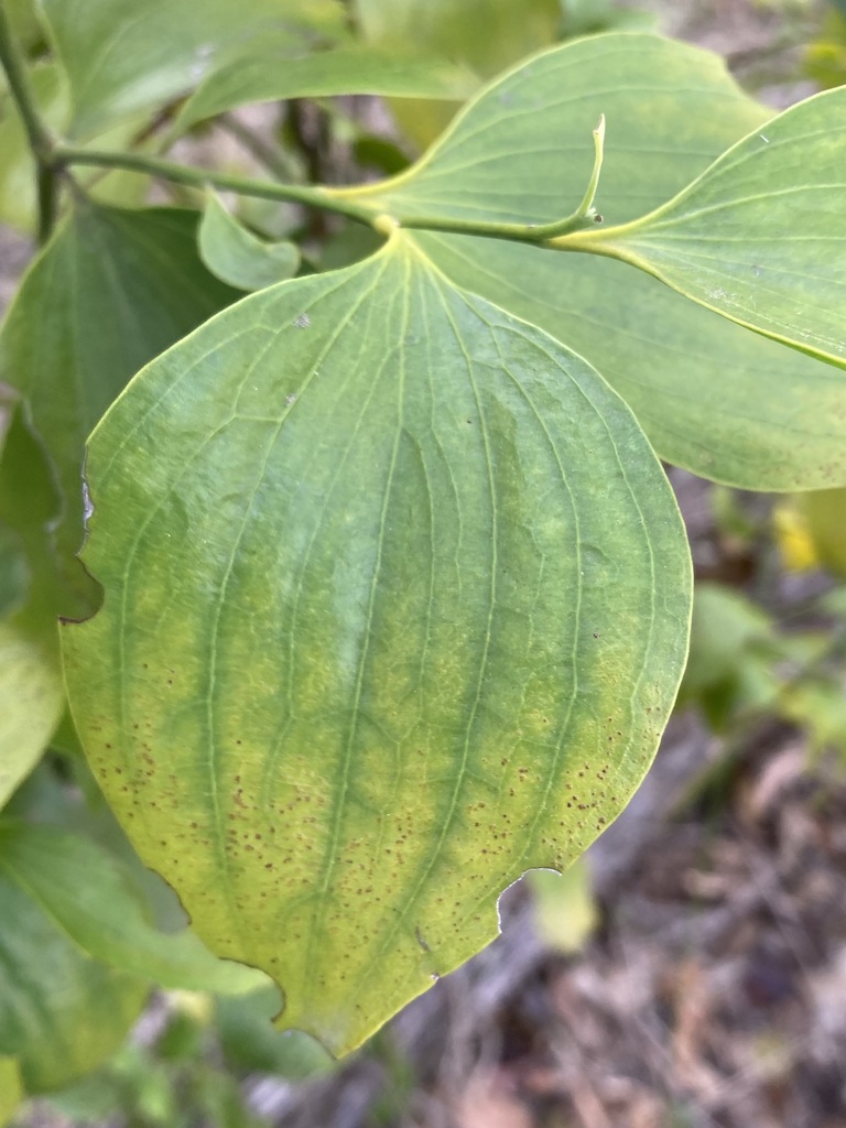 Broad Leaved Native Cherry from O'Connell QLD 4680, Australia on ...