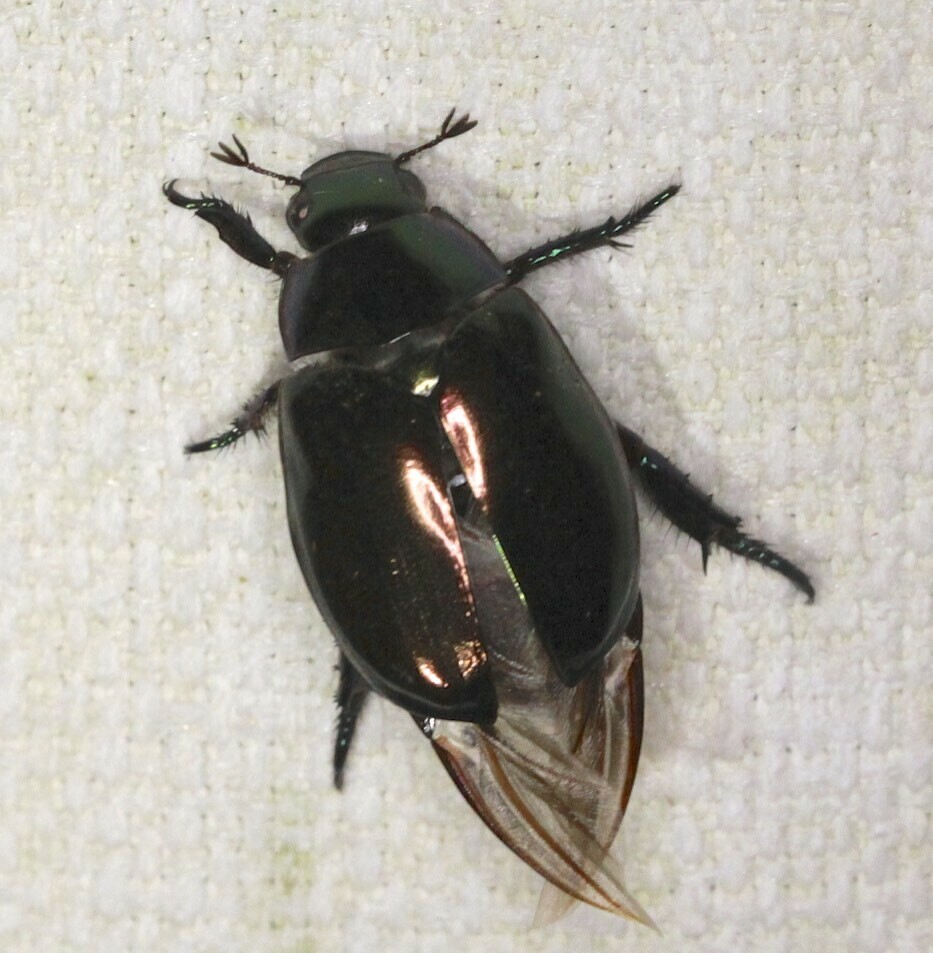 Repsimus aeneus from Mount Mellum QLD 4550, Australia on December 12 ...