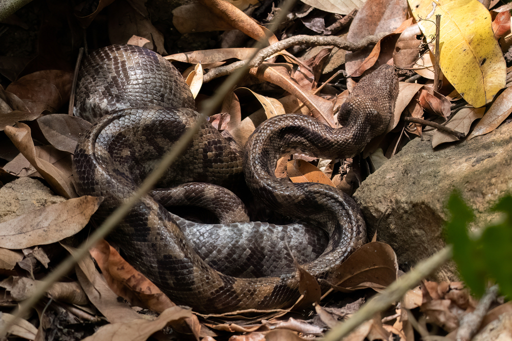 Nosy Komba ground boa from Lokobe Strict Reserve on October 26, 2023 at ...