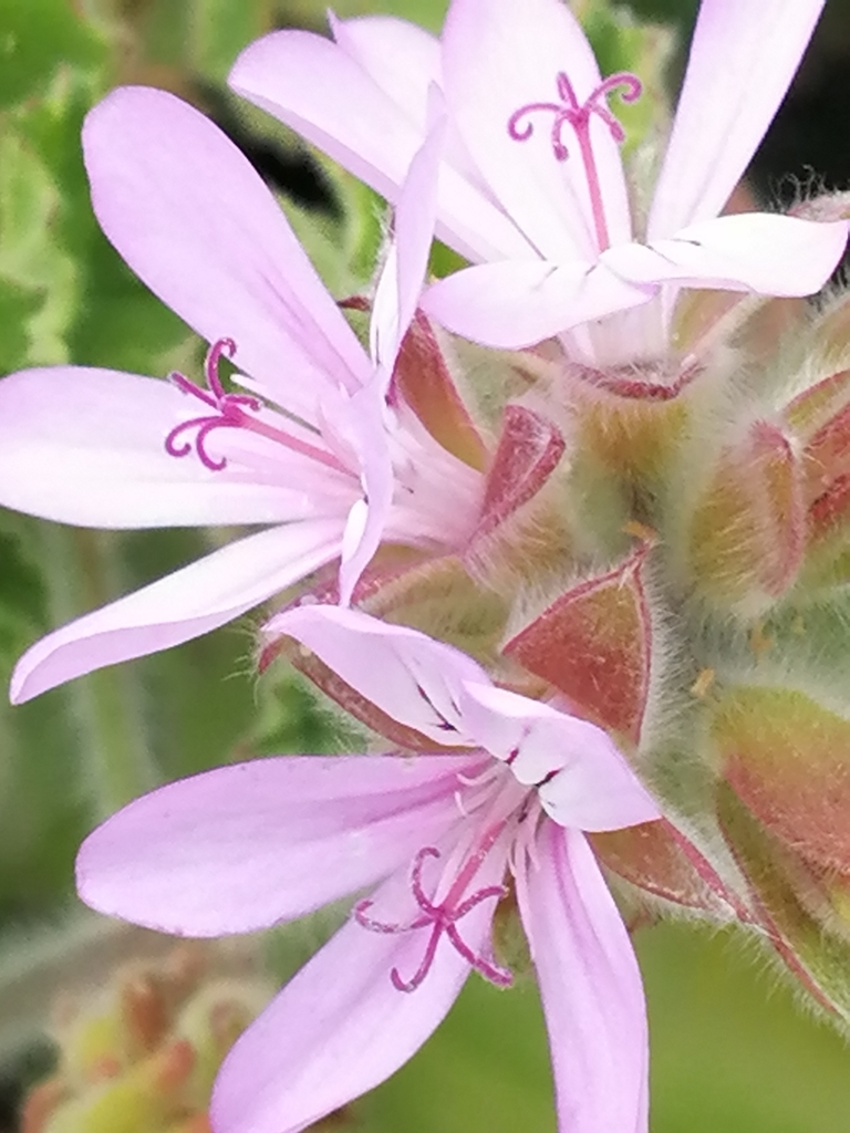 rose-scented geranium from Kenilworth Racecourse, Rosmead Avenue ...