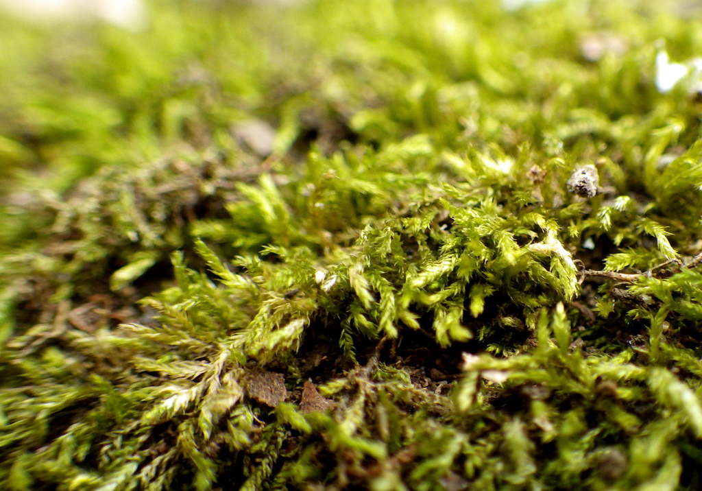 Phylum Bryophyta Mosses