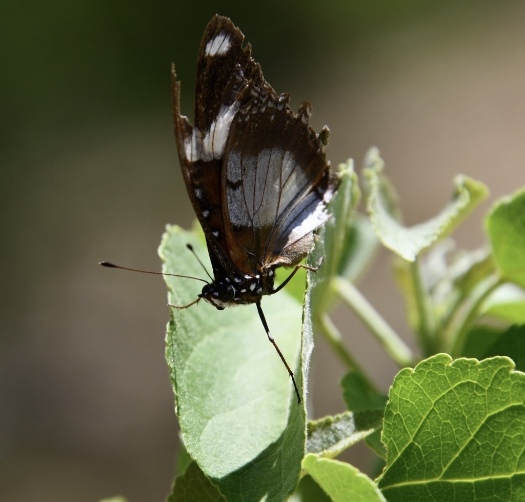 Danaid Eggfly from Okavango Delta, North West, BW on December 12, 2023 ...