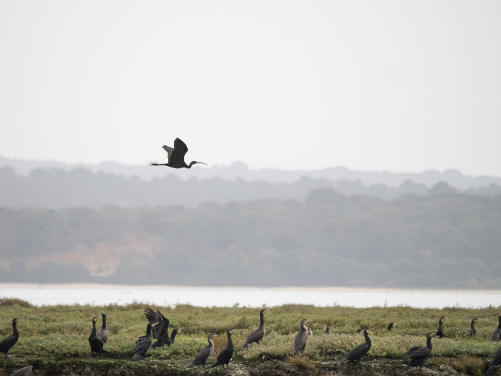 Glossy Ibis from Setúbal, Setúbal, Portugal on December 8, 2023 at 11: ...