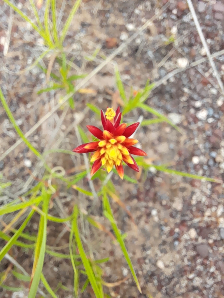 Ptilotus conicus from 5QWJH6XV+P5 Garig Gunak Barlu National Park ...