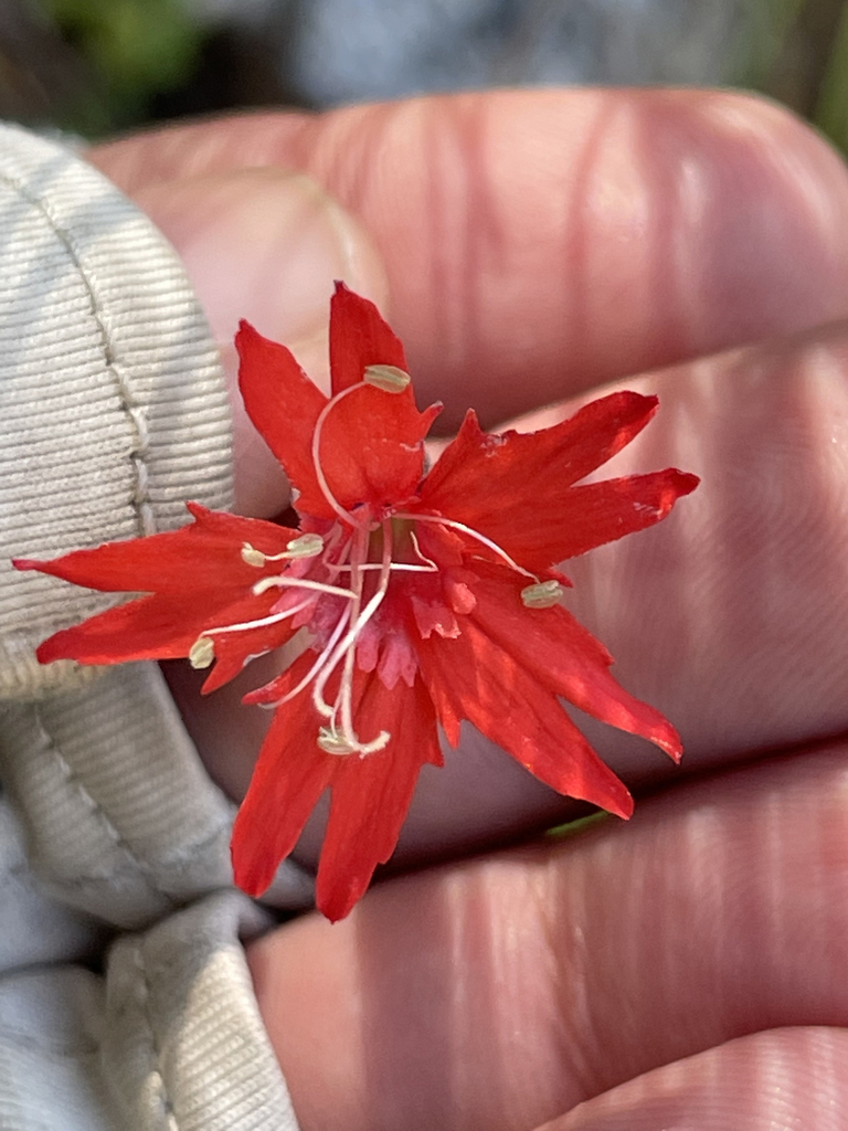 cardinal catchfly in December 2023 by Glenn Ehrenberg · iNaturalist