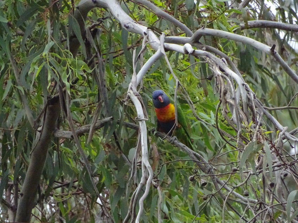 Rainbow Lorikeet from River Torrens Linear Park Trail, Dernancourt, SA ...