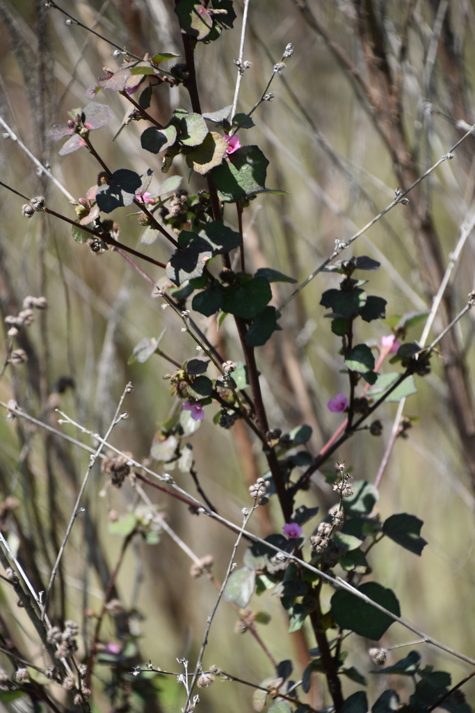 Caesar weed from 5144 Lake Erie Rd, Groveland, FL 34736, USA on April 3 ...
