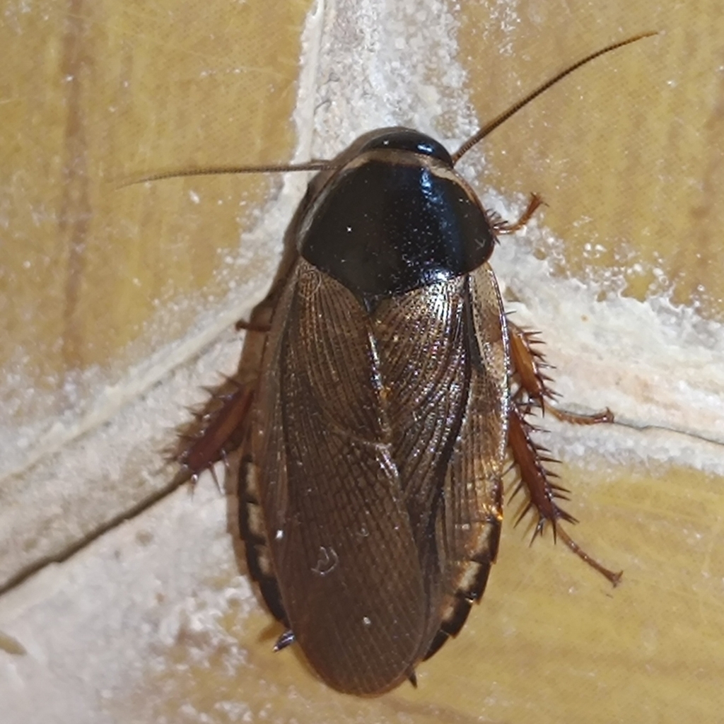 Indian Cockroach in December 2023 by Sutthikhun Phaengphongsai ...