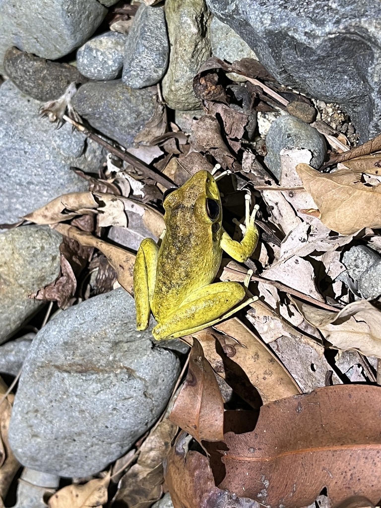 Wilcox's Frog from Conondale, QLD, AU on December 12, 2023 at 07:21 PM ...