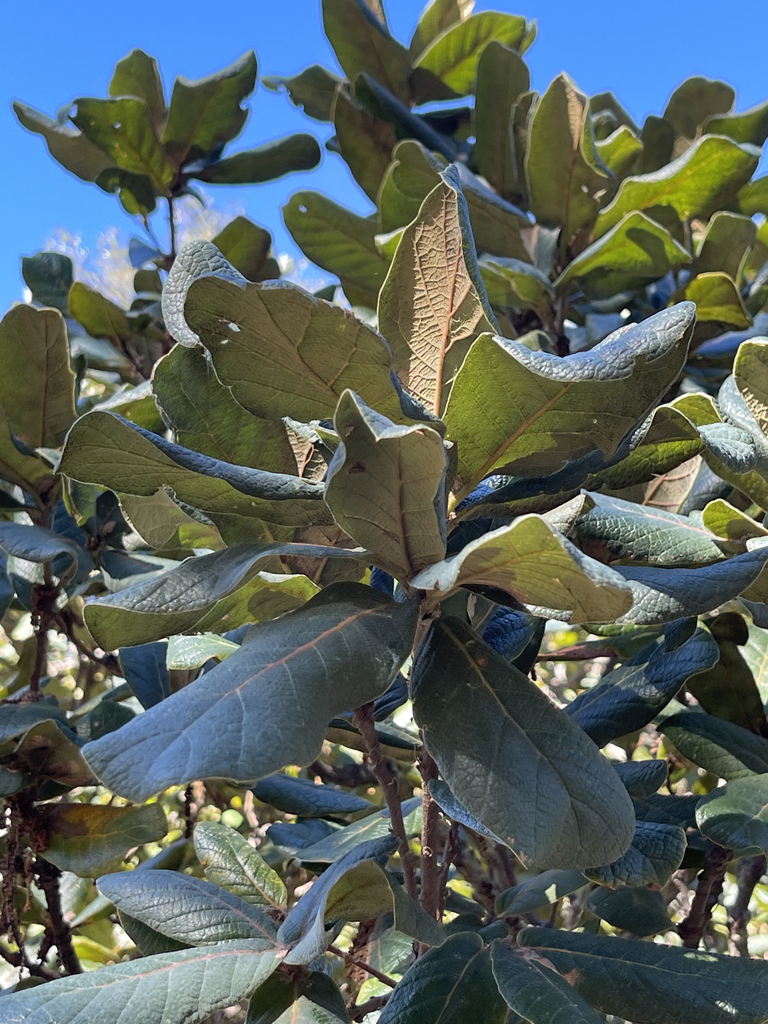 netleaf oak in December 2023 by Glenn Ehrenberg · iNaturalist