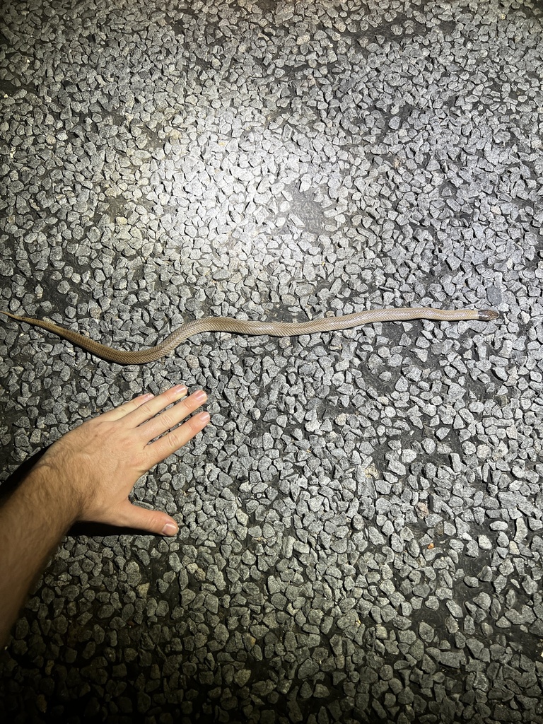 Curl Snake in December 2023 by jari_cornelis · iNaturalist