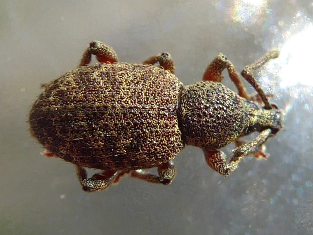 Clay-coloured Weevil from Frankfurt am Main West, Deutschland on May 3 ...