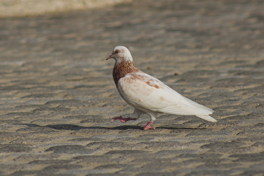 Feral Pigeon from Paphos, Cyprus on November 11, 2023 at 01:24 PM by ...
