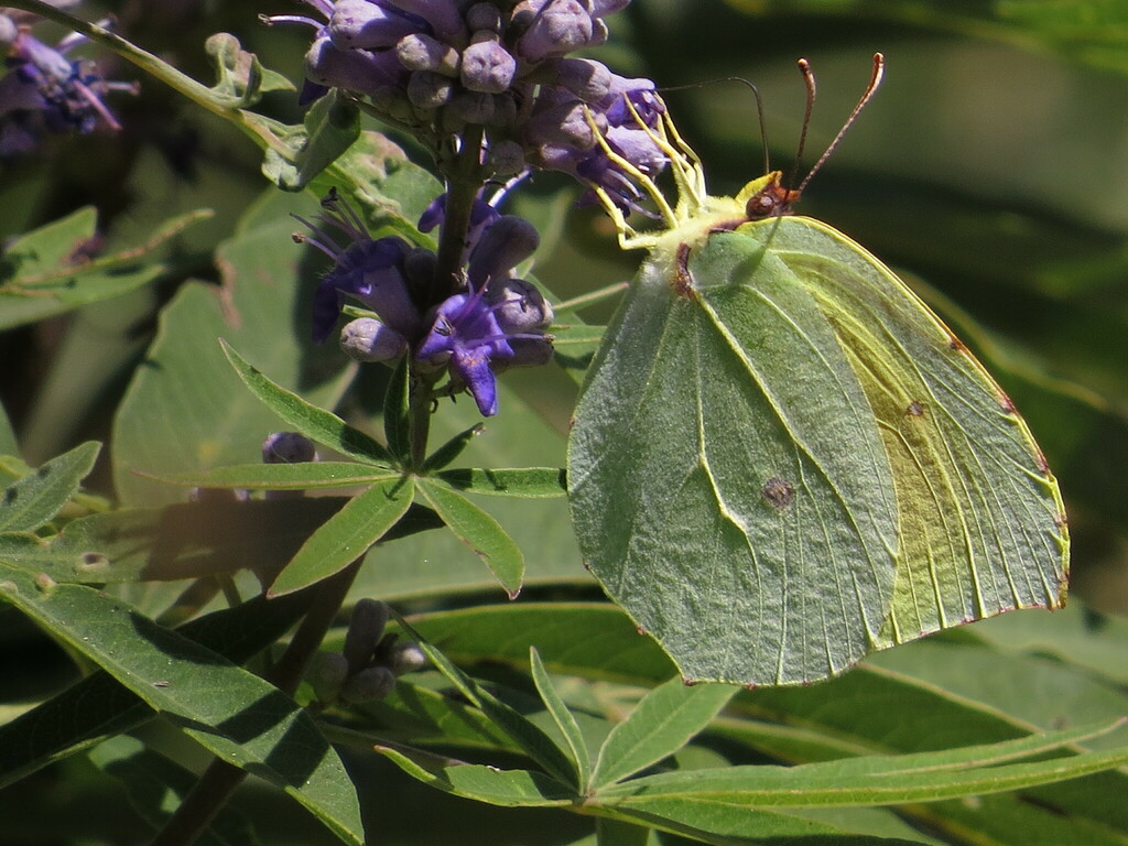 Cleopatra Butterfly from Archaia Olympia 270 65, Greece on July 27 ...