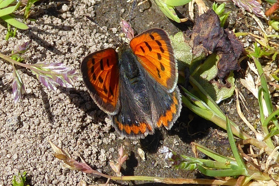Small Copper from Frankfurt am Main West, Deutschland on May 3, 2023 at ...