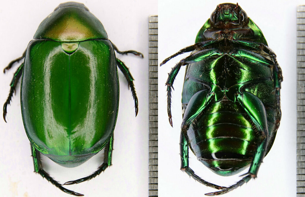 Anomala virens from 3HJC+V5Q Wanfoshan National Forest Park, Shu Cheng ...