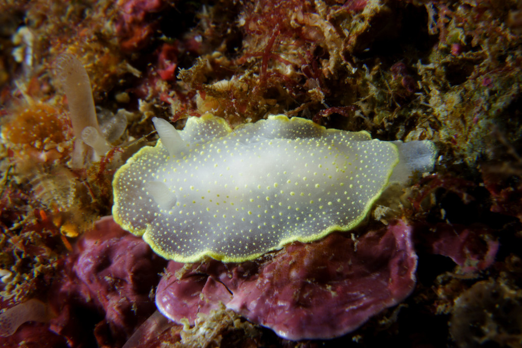 White Atlantic Cadlina (Nudibranchs of the Eastern United States ...
