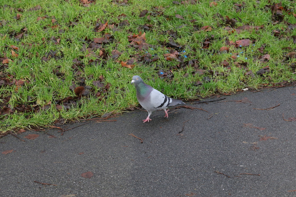 Feral Pigeon from Sefton Park, Mossley Hill Drive, Mossley Hill ...