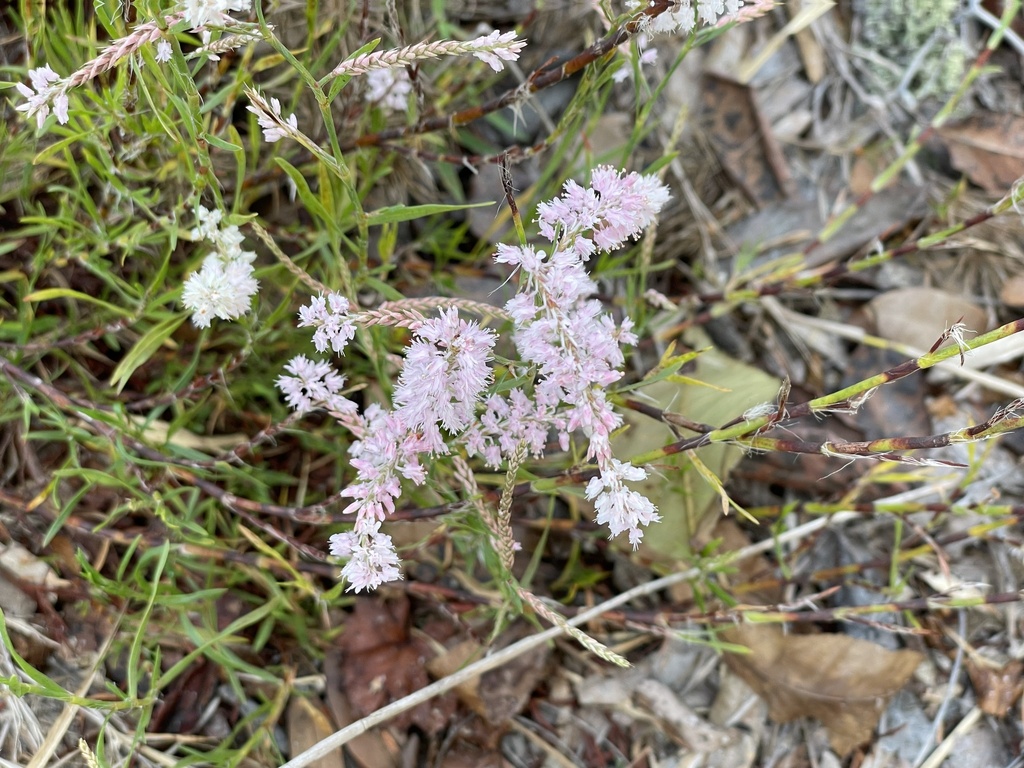 Sandhill wireweed from Postal Colony, Clermont, FL, US on December 11 ...