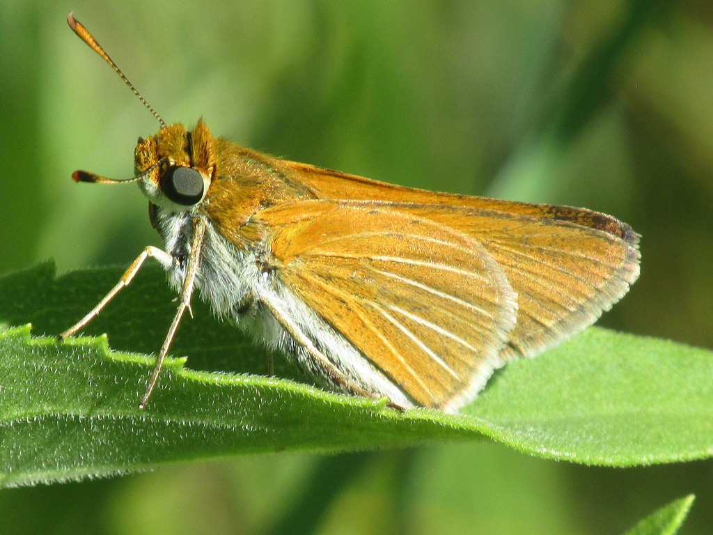 Two-spotted Skipper from Cherry County, NE, USA on June 29, 2023 by ...