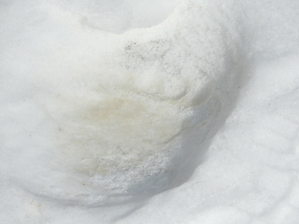 Eurasian Brown Bear from Taleqan, Alborz Province, Iran on December 8 ...