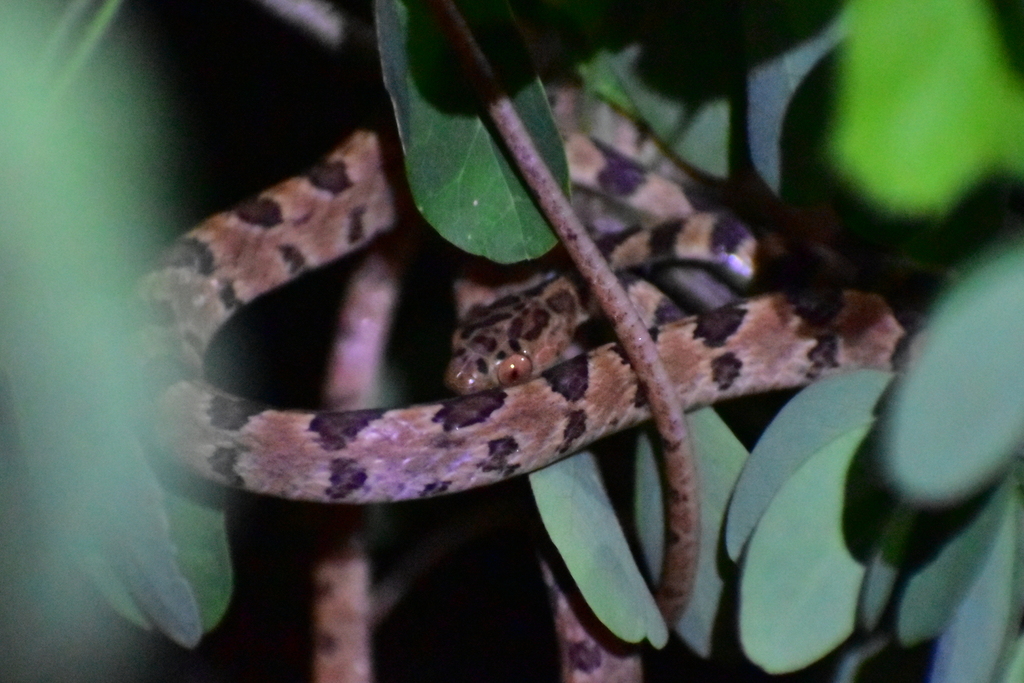 Central American Tree Snake from Arriaga, Chis., México on December 6 ...
