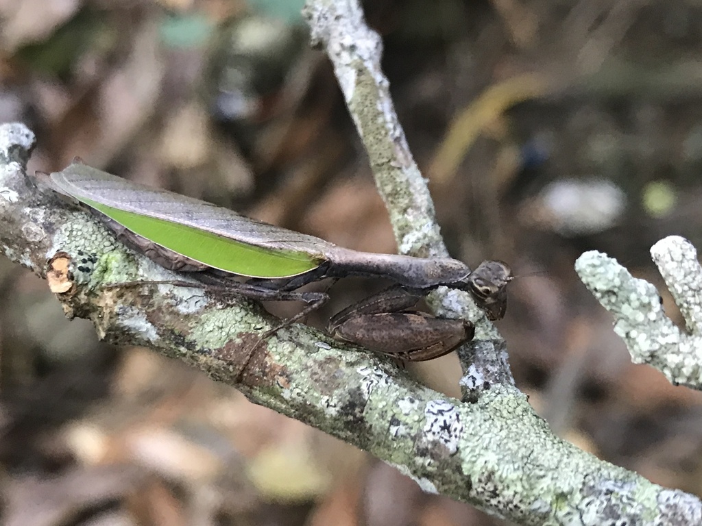 Japanese Boxer Mantis from 臺灣島, 北屯區, TXG, TW on December 10, 2023 at 03 ...
