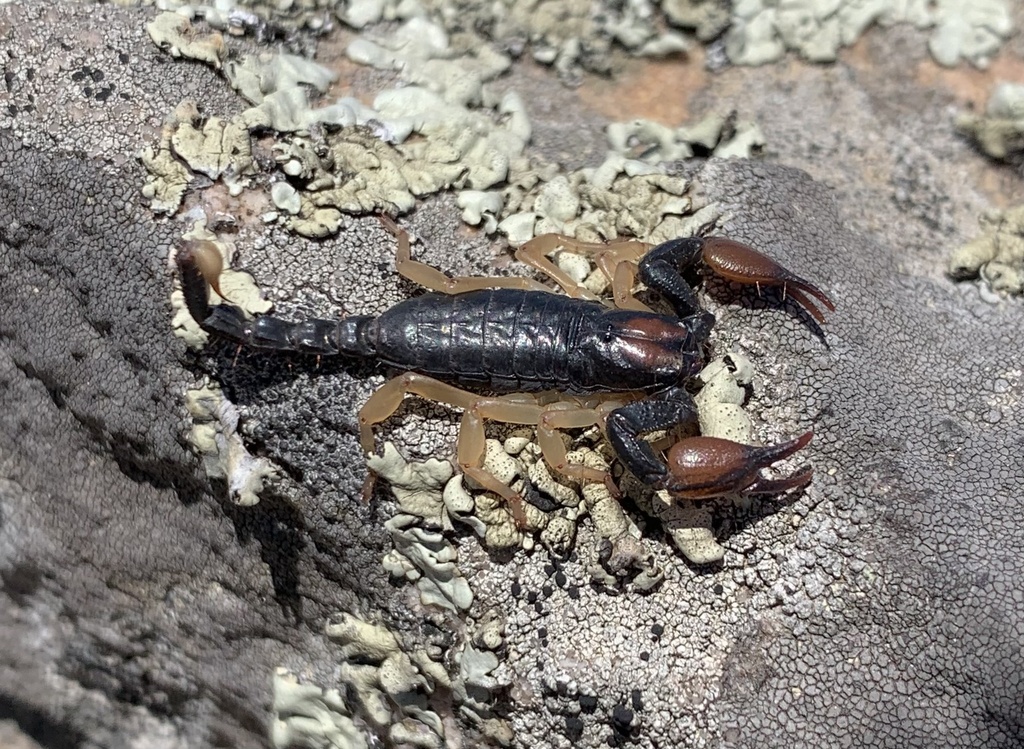 Namaqua Burrowing Scorpion from Verloren Vlei, Elands Bay, WC, ZA on ...