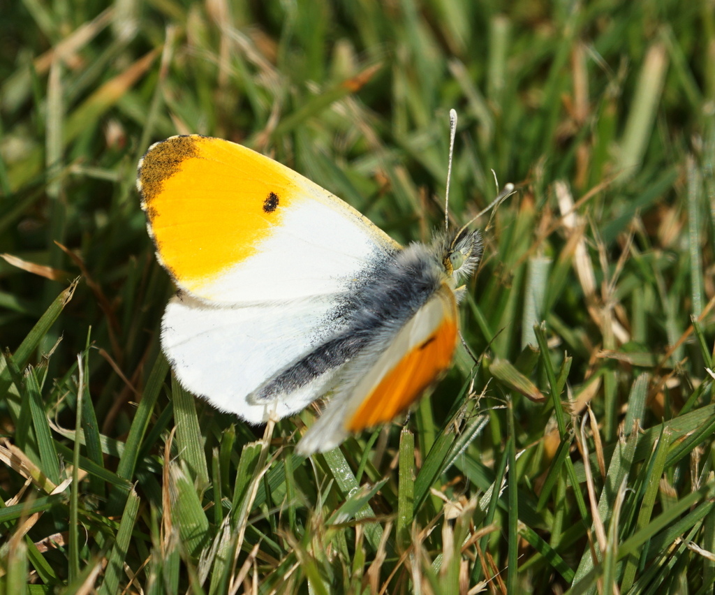 orange-tip in April 2020 by Robert Cox · iNaturalist