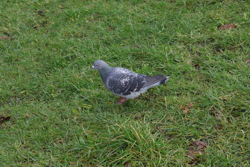 Feral Pigeon from Sefton Park, Mossley Hill Drive, Mossley Hill ...