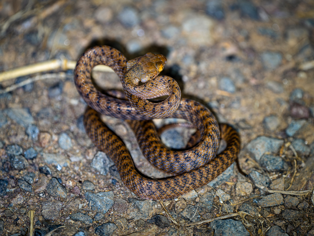Brown Tree Snake from Mount Glorious, QLD 4520, Australia on December 8 ...