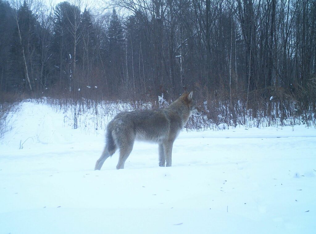 Gray Wolf from Im. Lazo Rayon, Khabarovsk Krai, Russia on January 20 ...