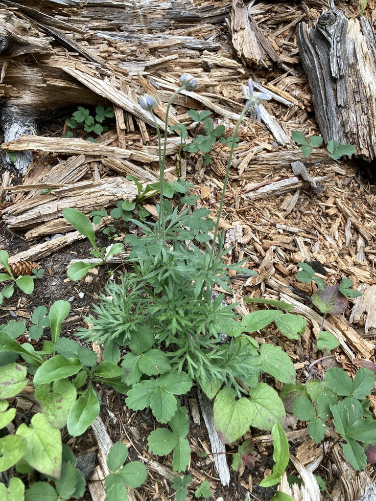 Cutleaf Anemone from Kananaskis, AB T0L, Canada on July 3, 2023 at 10: ...