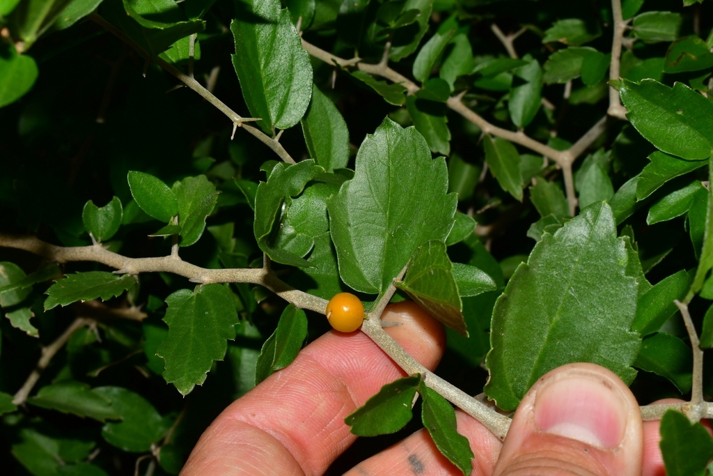 spiny hackberry in December 2023 by Joey Santore · iNaturalist
