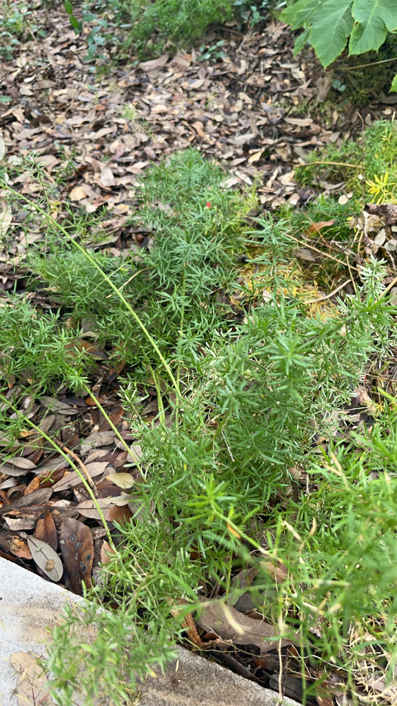 African Asparagus from Baton Rouge on November 17, 2023 at 10:36 AM by ...
