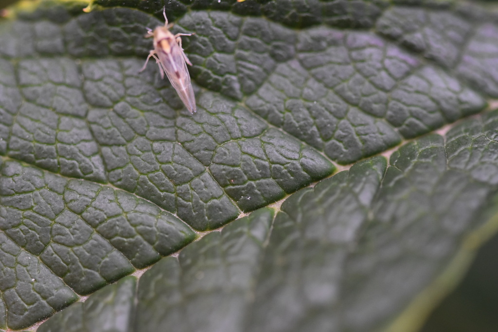small brown planthopper in September 2022 by Karl Feng · iNaturalist