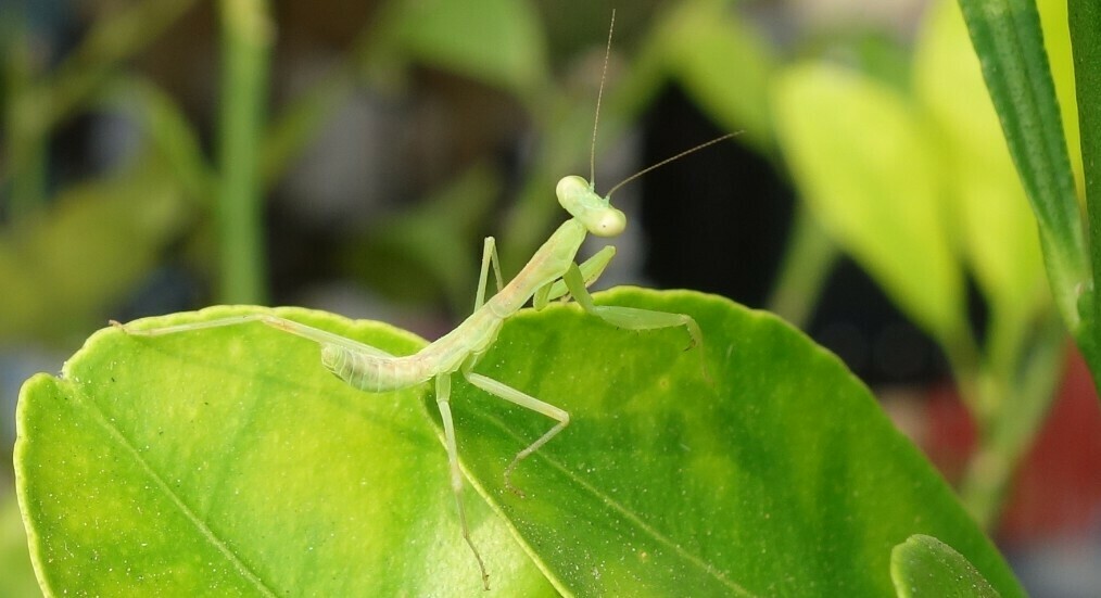 Giant Asian Mantis from 413台灣台中市霧峰區 on November 9, 2023 at 01:39 PM by ...