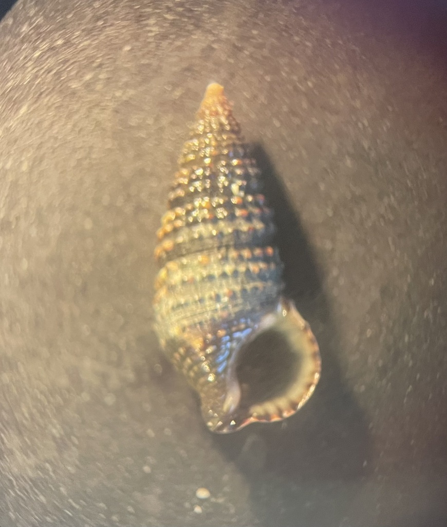 Variable Cerith from Homestead, FL, US on December 6, 2023 at 11:58 AM ...