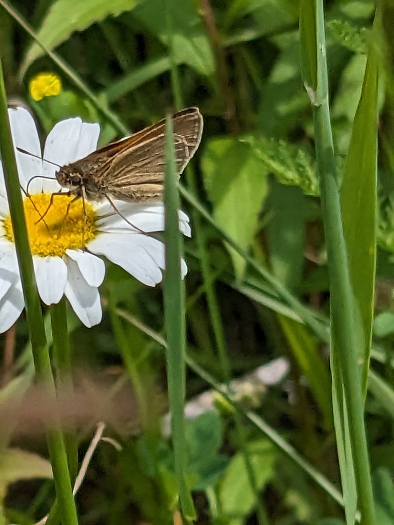 Swarthy Skipper from Tucker County, WV, USA on July 2, 2023 at 03:06 PM ...