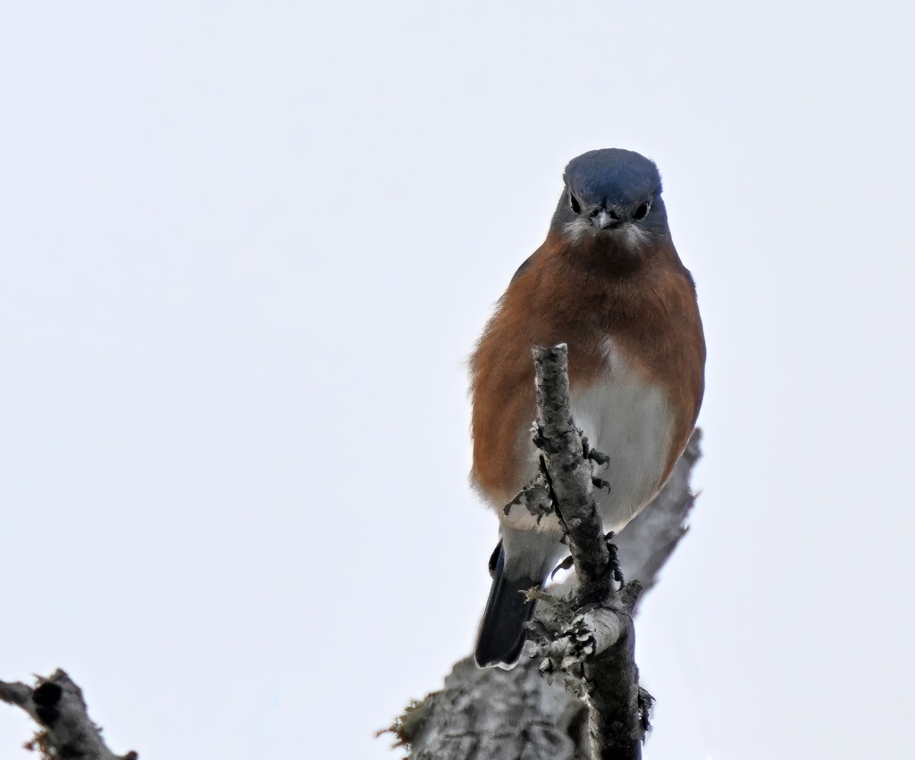 Eastern Bluebird from Gulf State Park, AL on November 16, 2023 at 05:17 ...