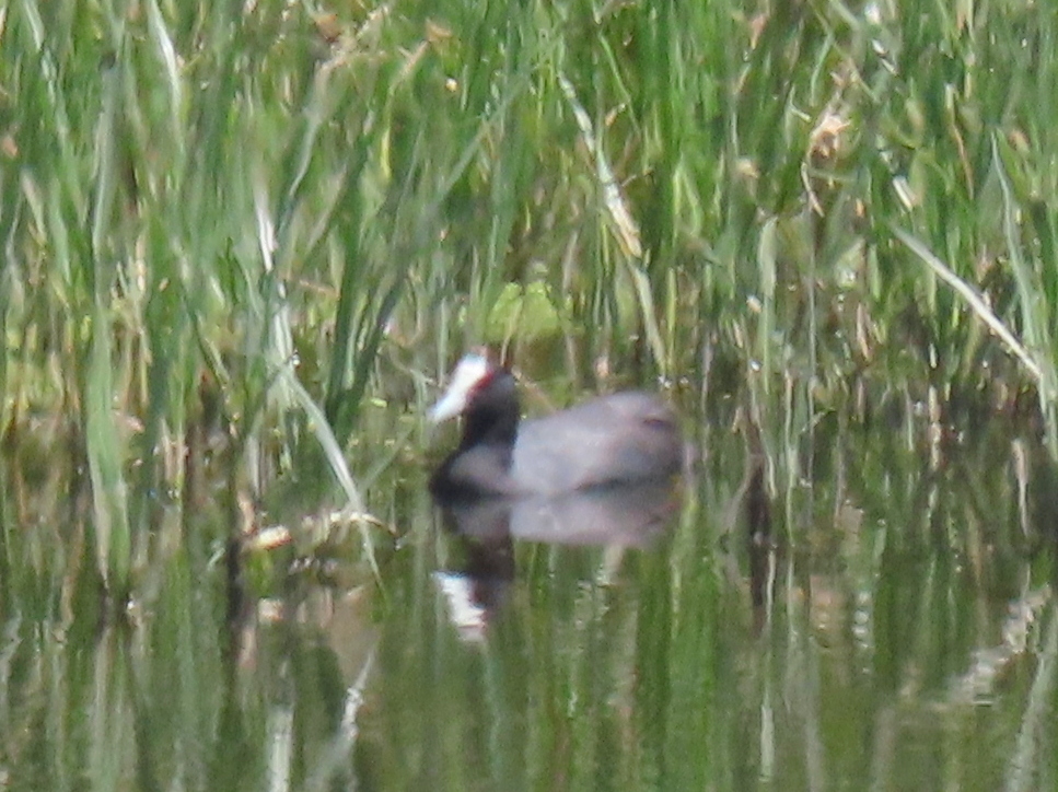 Red-knobbed Coot from Cape Farms, Cape Town, South Africa on October 10 ...