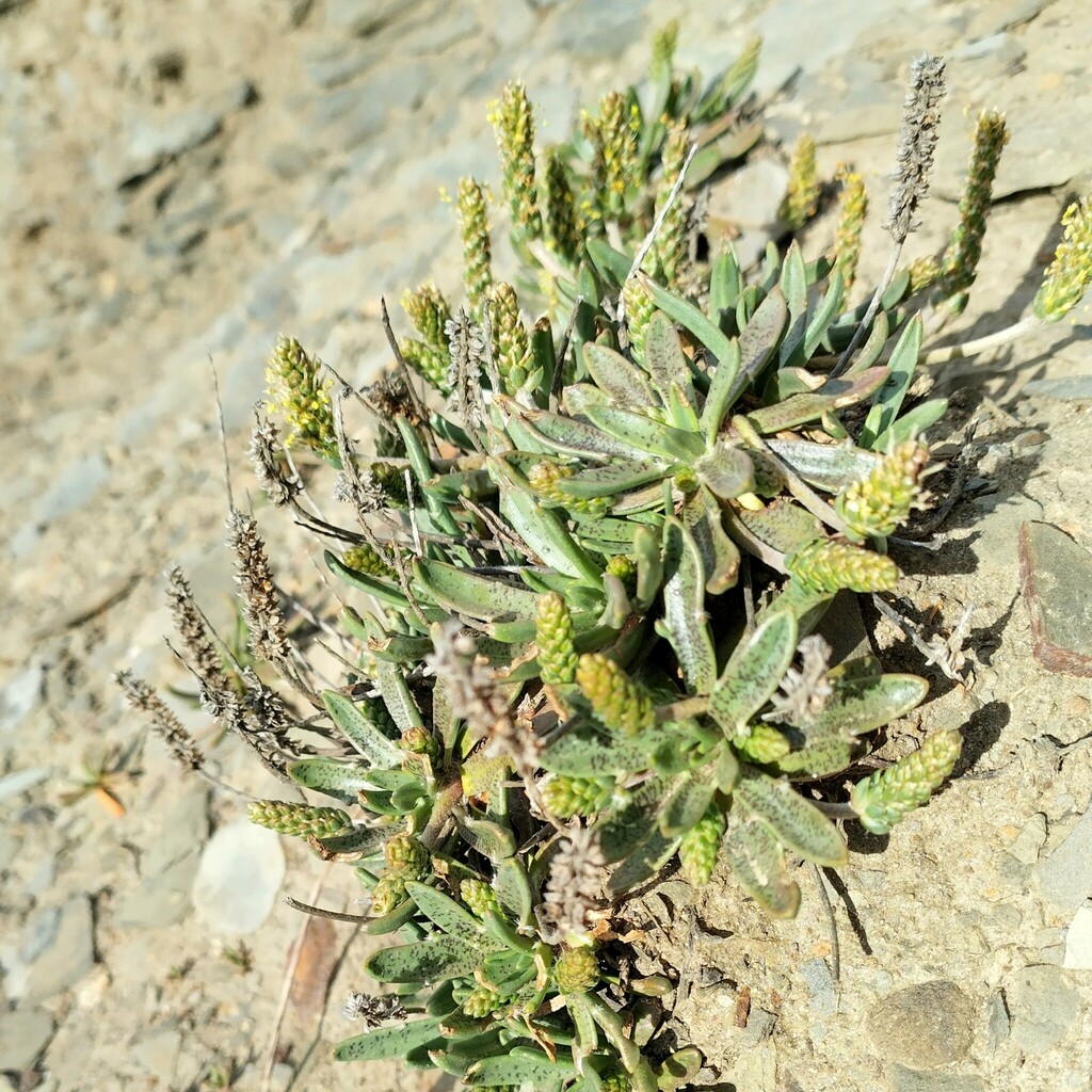 Plantago barbata from Falkland Islands on November 22, 2023 at 05:16 PM ...