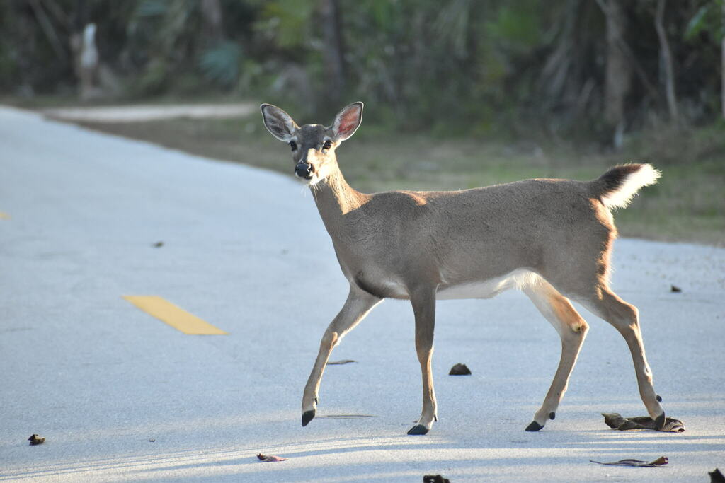 Key Deer from Big Pine Key, Florida 33043, EE. UU. on December 31, 2022 ...