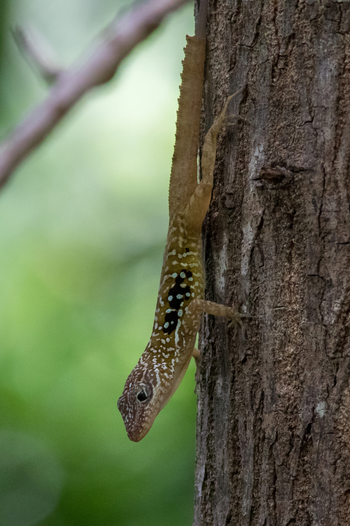 Dominican Anole from Saint John Parish, Dominica on December 7, 2023 at ...
